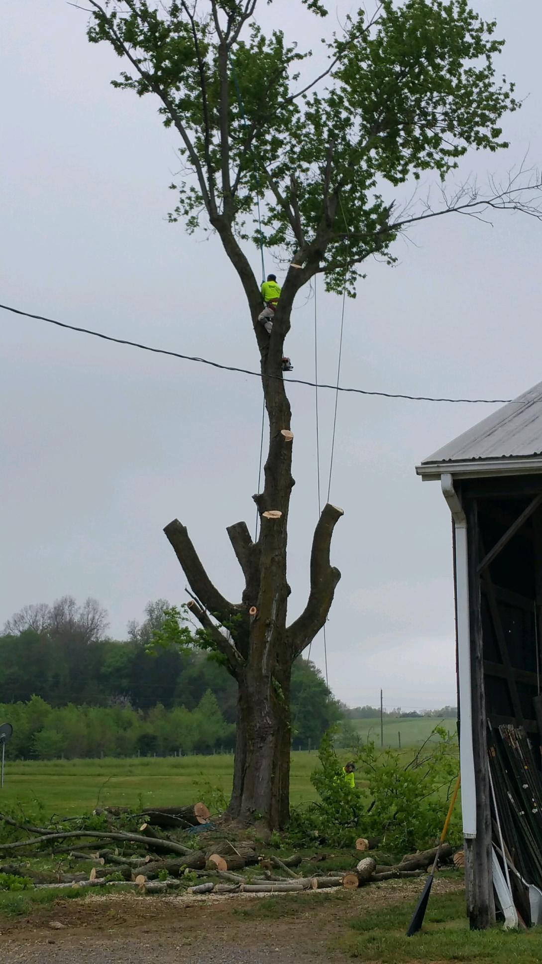 Blue Ridge Tree Experts Gallery | Spotsylvania, VA