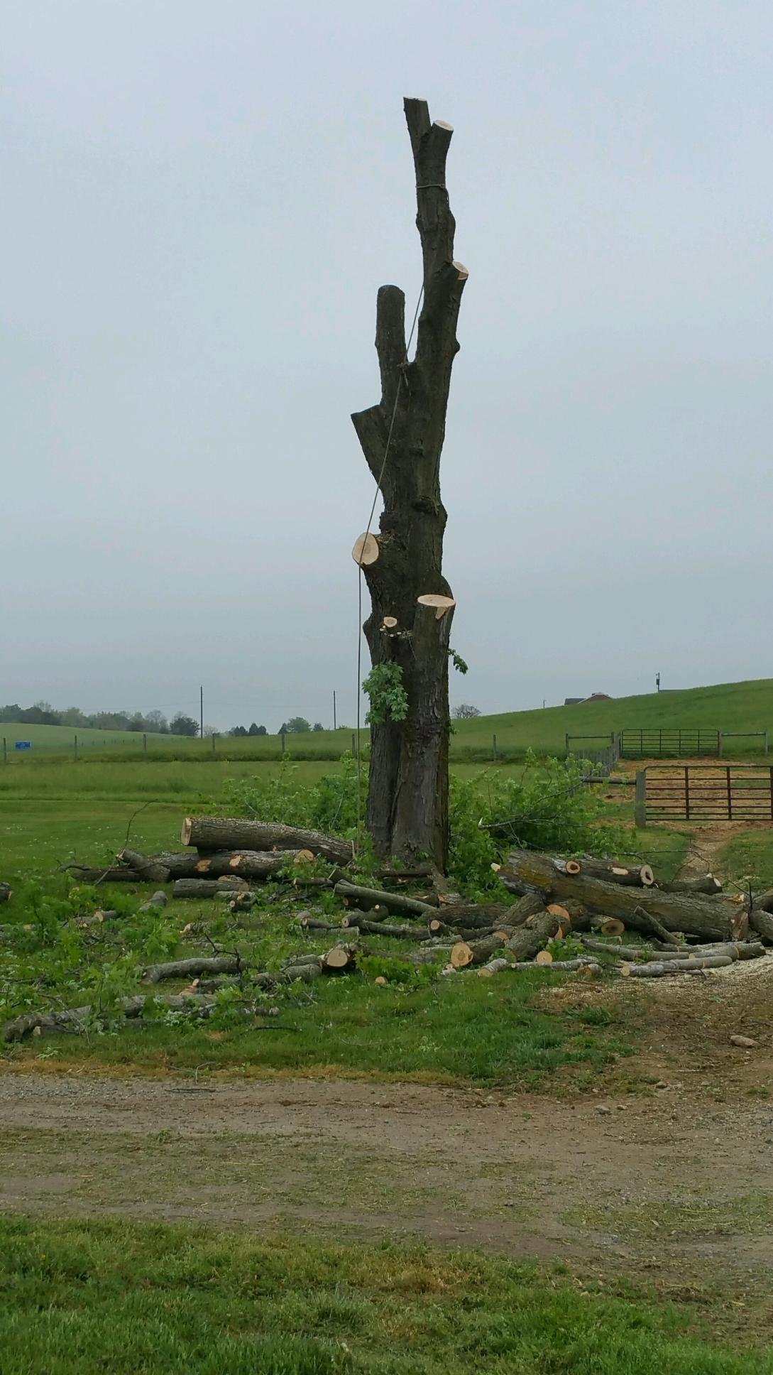 Blue Ridge Tree Experts Gallery | Spotsylvania, VA