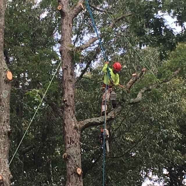 Blue Ridge Tree Experts Gallery | Spotsylvania, VA