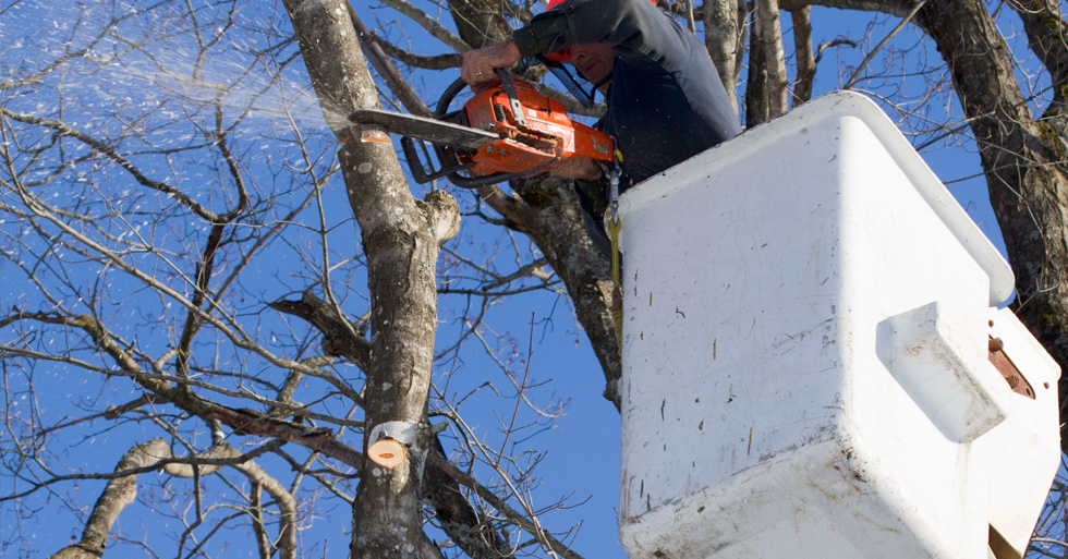 Bucket Truck | Aerial Tree Trimming | Jackson, MS