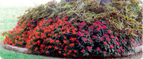 Cut-Rite Lawn Management | Lawn Care | San Antonio, TX