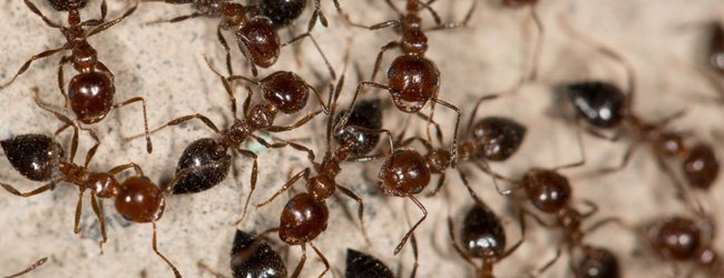 Carpet Ants Control | Insect Control Services | Medford, OR