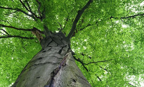 Alpine Tree Co. LLC | Stump Grinding | Stafford Springs, CT