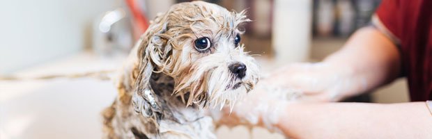 Pet Grooming | Canine Bath | Forestville, MD