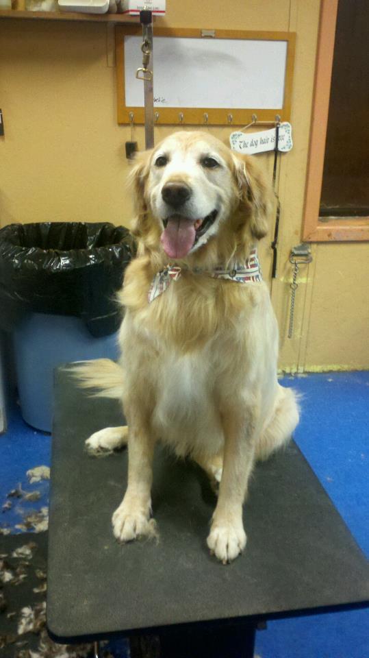 The Grooming Post Photo Gallery | Attleboro, MA