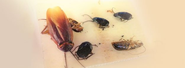 Cockroaches Control | Cockroach Inspection | Cedar Rapids IA