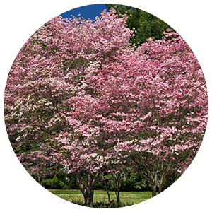 O'Kula Tree Care | Arborist | Center Moriches, NY