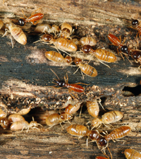 Mt Helix Pest & Termite Control - Pest Control | Fumigation | San Diego CA