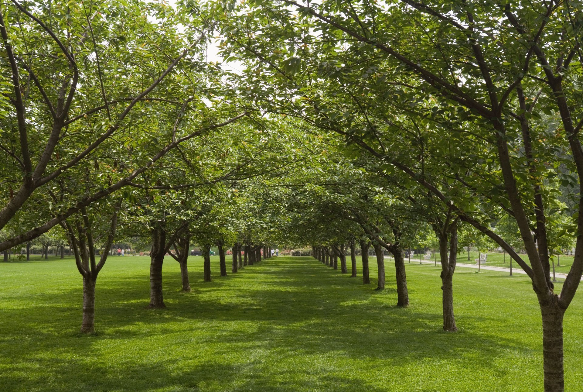 Green Tree & Lawn Professional Inc | Lawn Care Crystal Lake