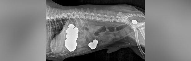 Pet Radiology | Small Animal Radiology | Murfreesboro, TN