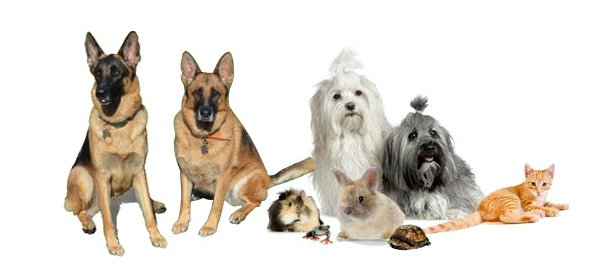 Scotch Valley Boarding Kennel Inc | Pet Grooming Bloomsburg