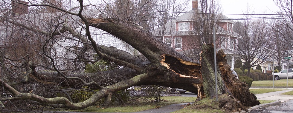 Alpine Tree Service Photo Gallery | Reno, NV