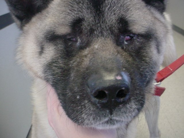 Discoid Lupus Erythematosus (DLE) | Pet Health Topics | All Pets ...