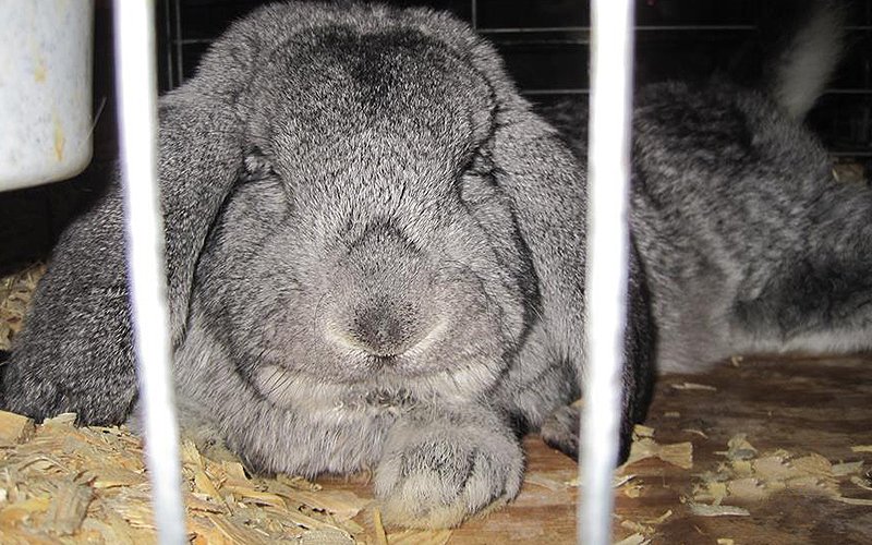 American Mini Lop Rabbit Club