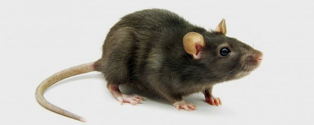 WB Pest Control Rats | Las Vegas, NV