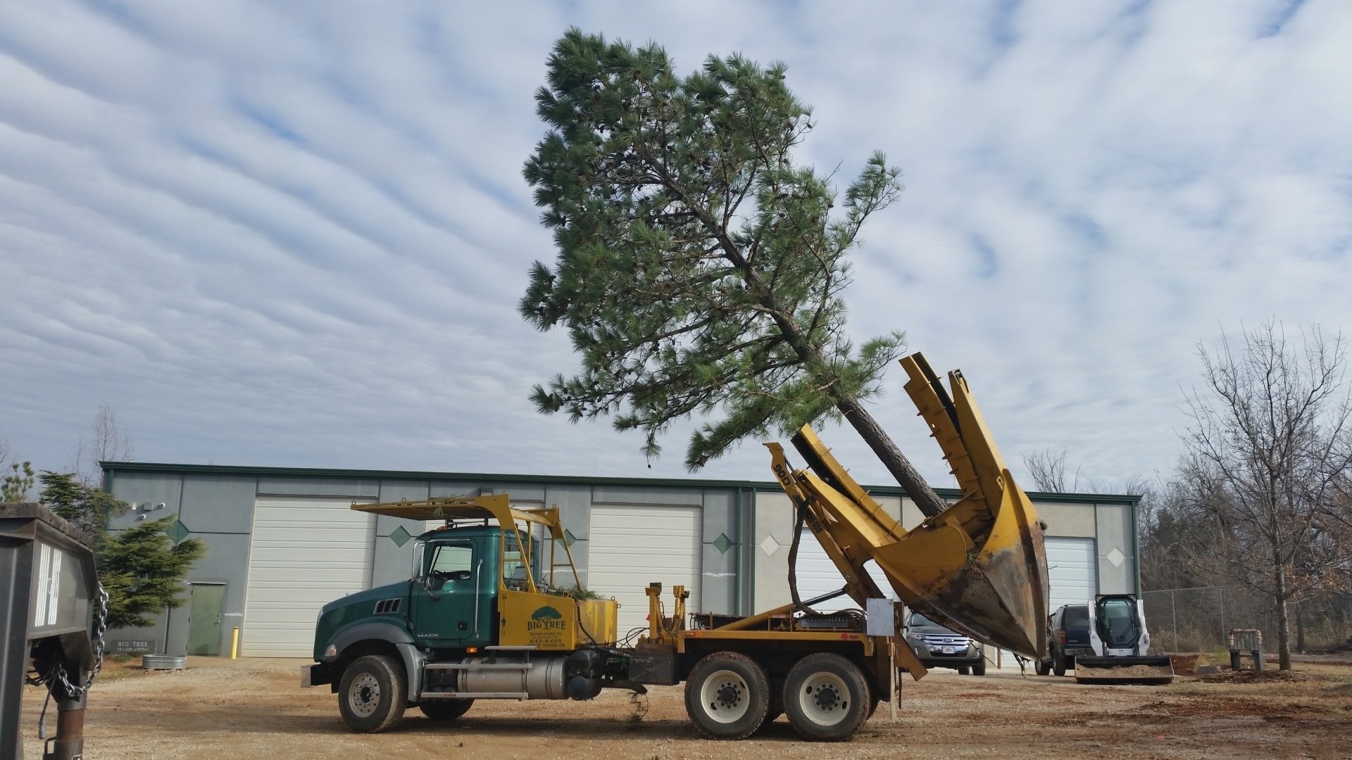 Big Tree Transplanting | Transplanting | Oklahoma City, OK