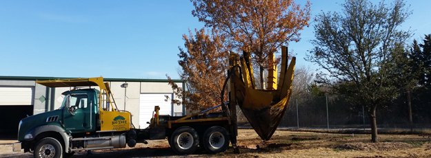 Commercial Tree Planting | Pine Trees | Oklahoma City, OK