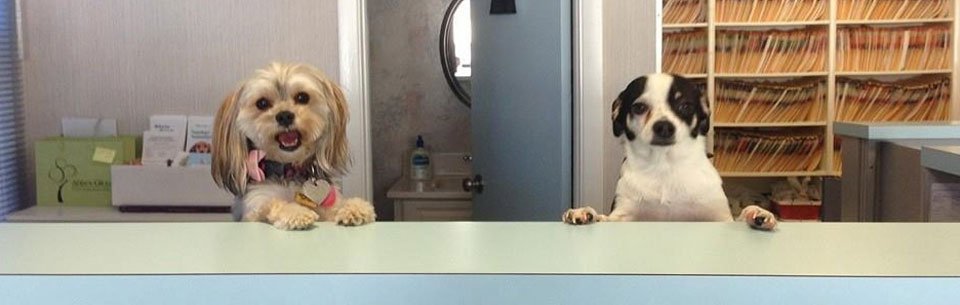 Pet Care Links Veterinary Healthcare Center of Clifton Inc