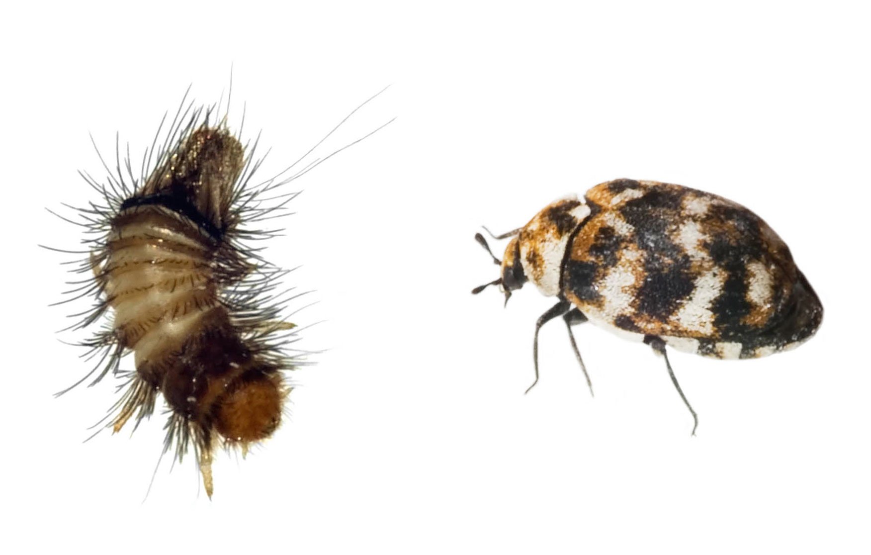 Complete Pest Control, Inc. Photo Gallery | Oklahoma City OK