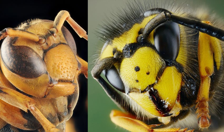 Complete Pest Control, Inc. Photo Gallery | Oklahoma City OK