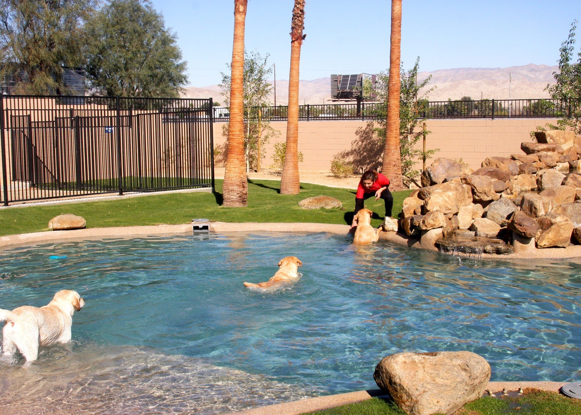 Barkingham Pet Hotel California | Grooming | Palm Desert, CA