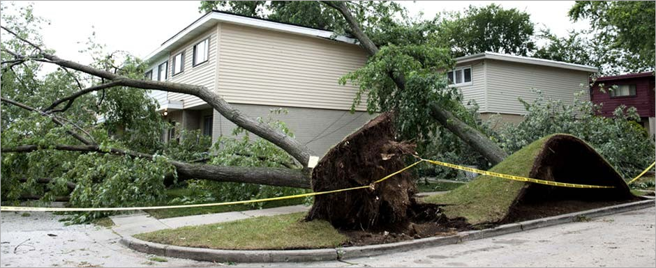 Contact Walsh Tree Service | Minooka, IL | 815-467-0151