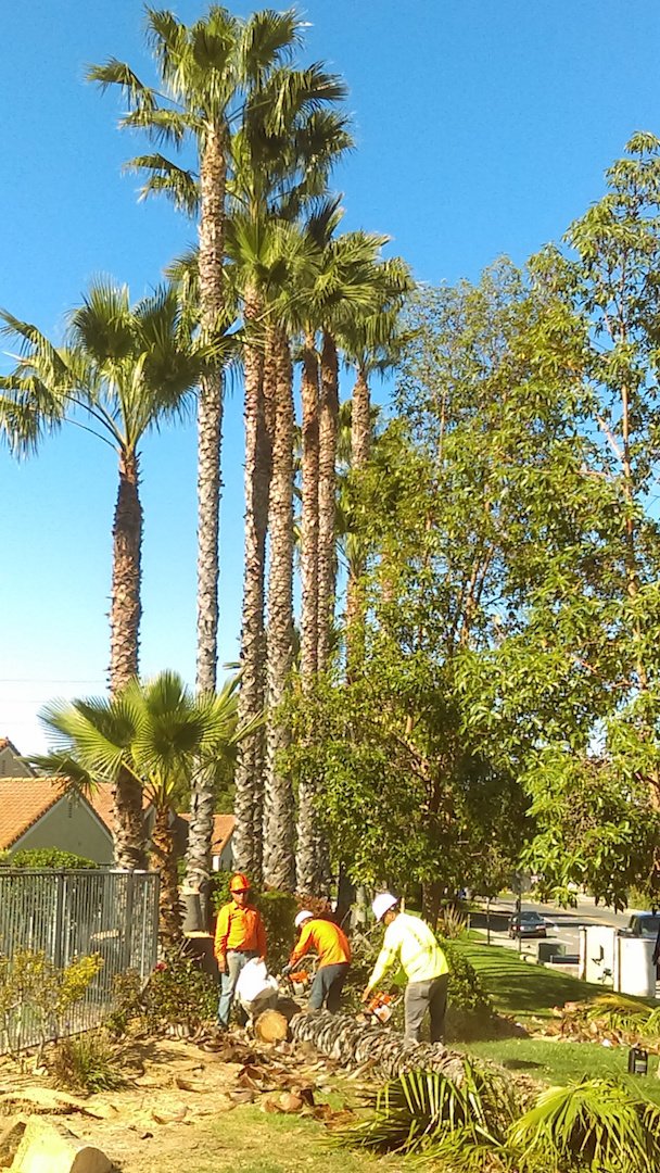 Tree Removal | Tree Service | San Diego, CA