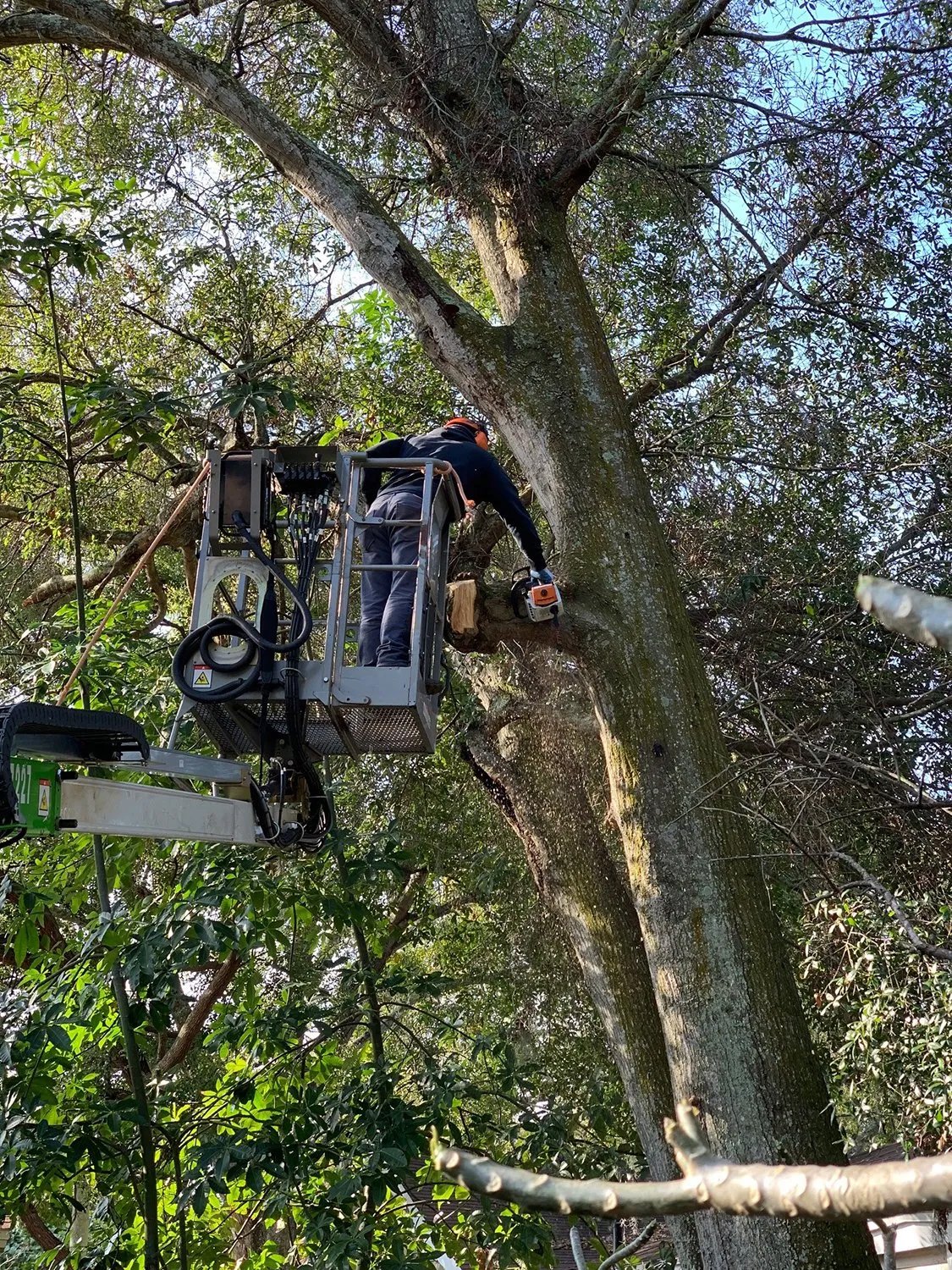 Bay Area Tree Service LLC Photo Gallery | Largo, FL