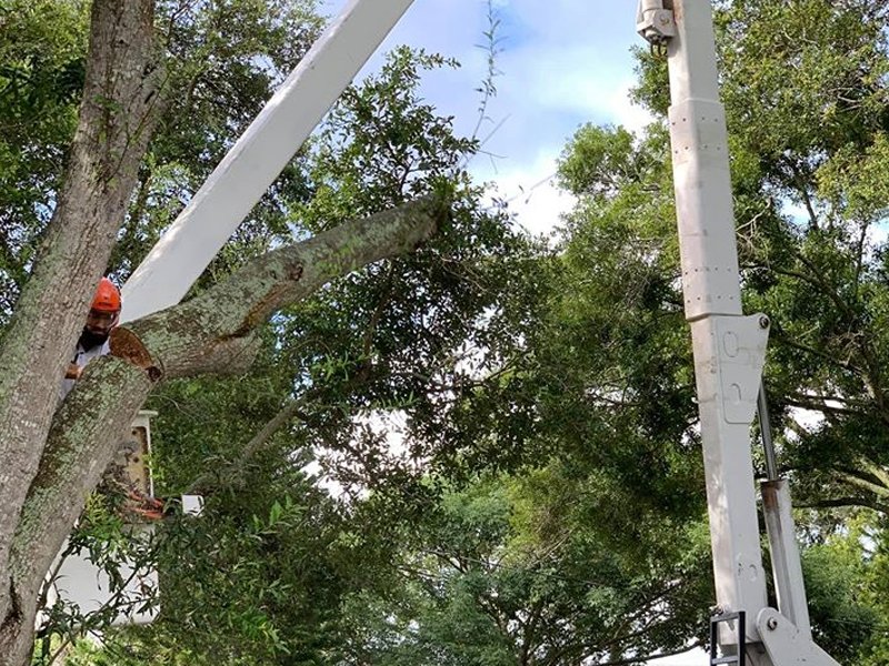 Bay Area Tree Service LLC Photo Gallery | Largo, FL