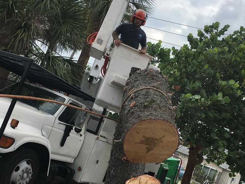 Bay Area Tree Service LLC Photo Gallery | Largo, FL