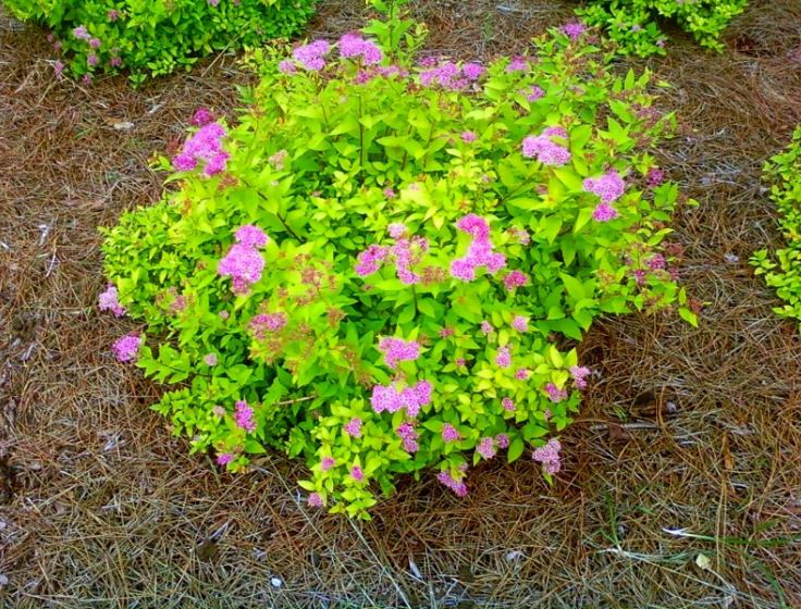 J and R | Plant Examples | Cicero, NY