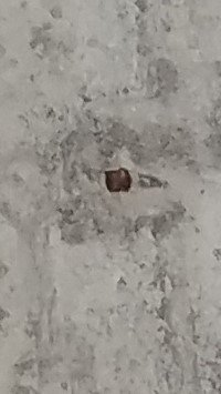 Form Ties, Snap Ties, Tie Rods