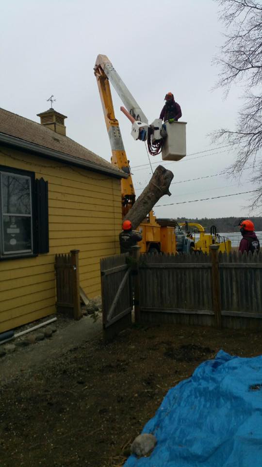 Whitcomb Tree Service Photo Gallery | Peabody, MA
