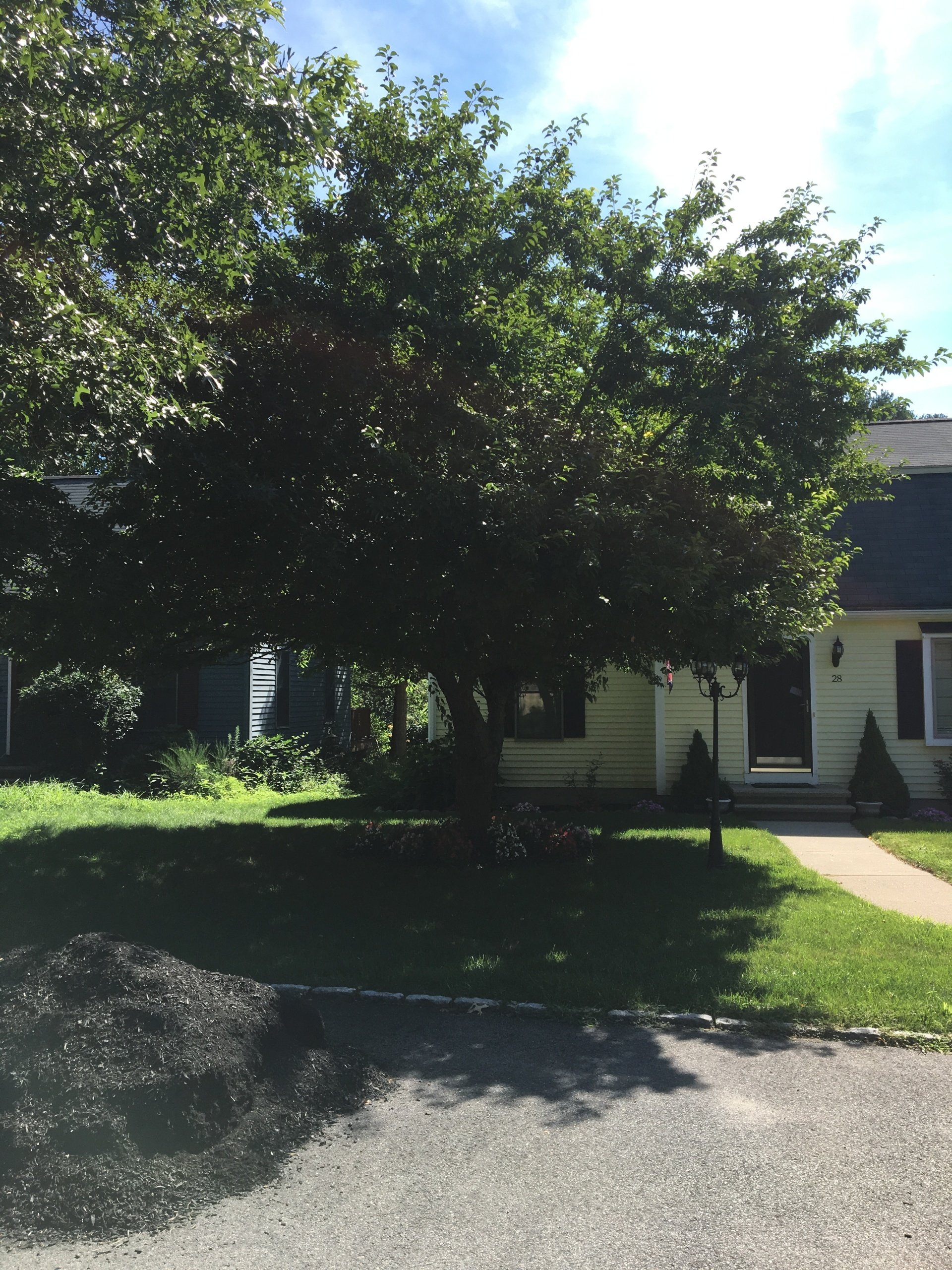 Whitcomb Tree Service Photo Gallery | Peabody, MA