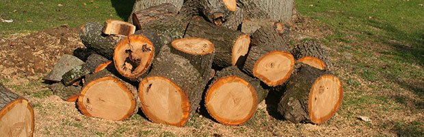 Brush Removal | Log Removal | Hatboro, PA