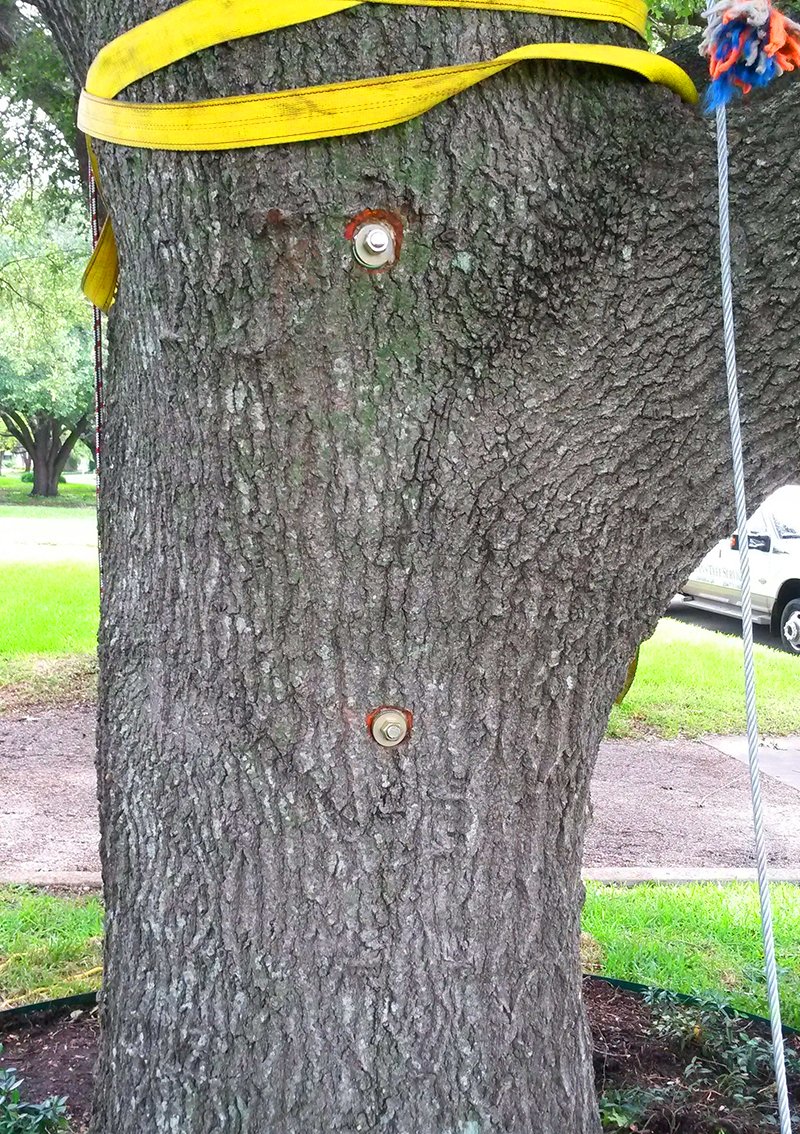 Split Tree Prevention | Split Tree Repair | Waco, TX