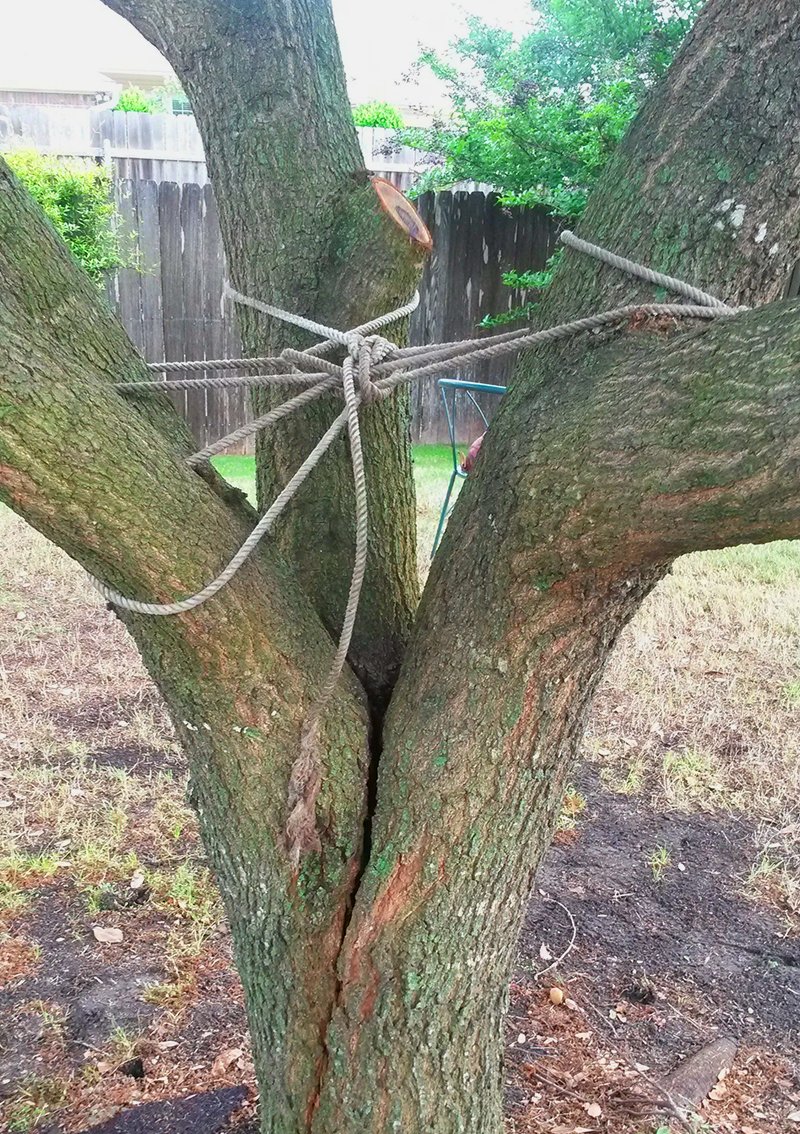 Split Tree Prevention | Split Tree Repair | Waco, TX