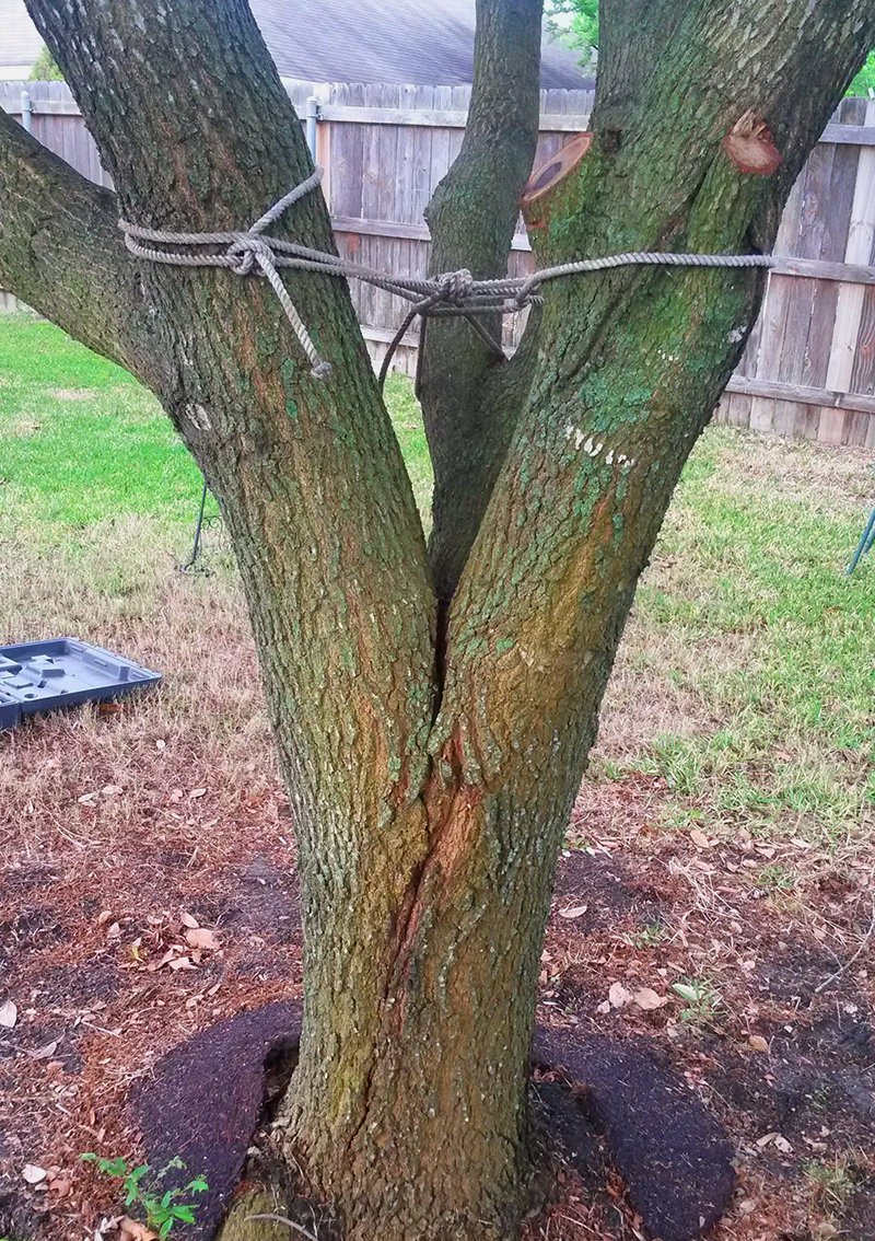 Split Tree Prevention | Split Tree Repair | Waco, TX