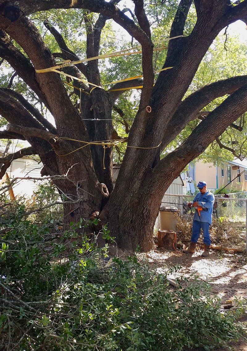 Split Tree Prevention | Split Tree Repair | Waco, TX