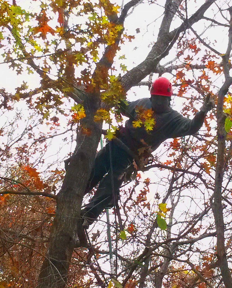 Tree Trimming | Crown Cleaning | Waco, TX